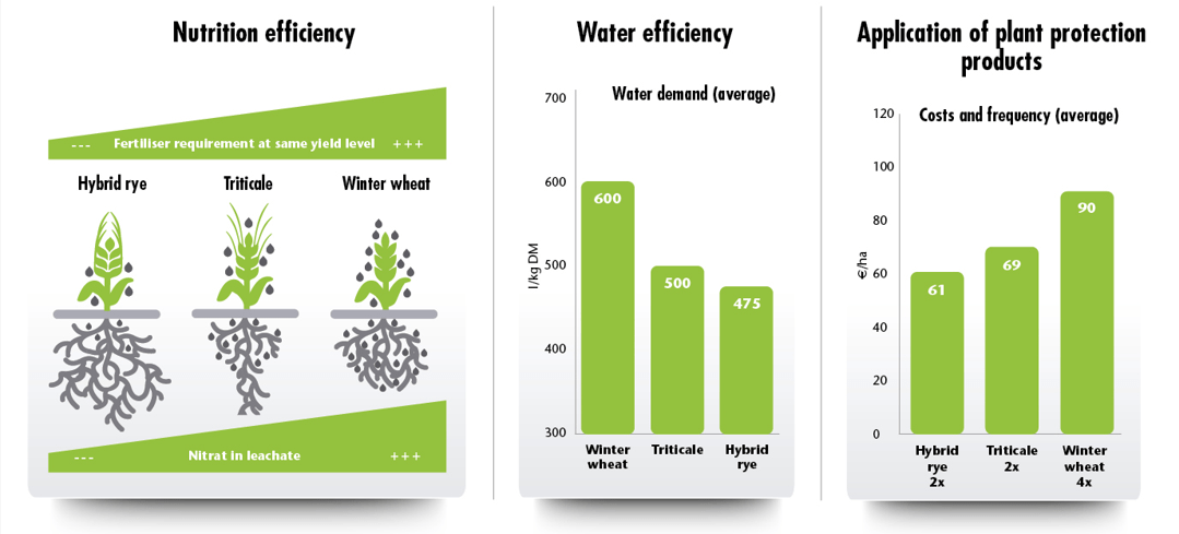 Hybrid Rye - HySeed Hybrid Grain